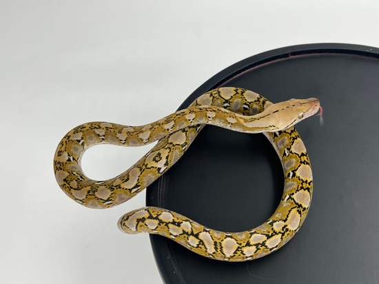 Platinum Het Anerythristic 50% Het Albino (Purple Phase) Dwarf Jampea ...