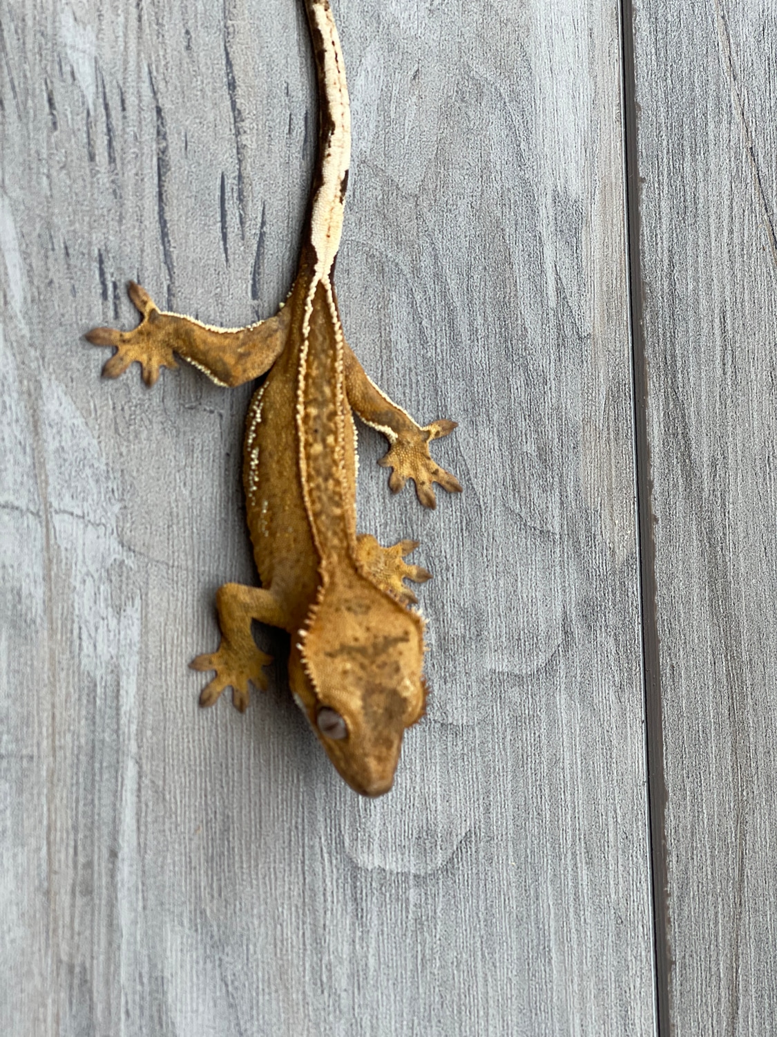 Orange Pinstripe Crested Gecko by Heartland Crested Geckos - MorphMarket