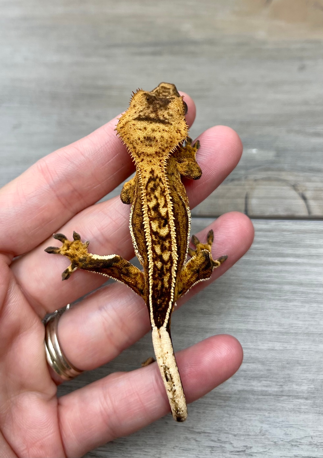 Oranges Reverse Pinstripe Crested Gecko by Heartland Crested Geckos ...