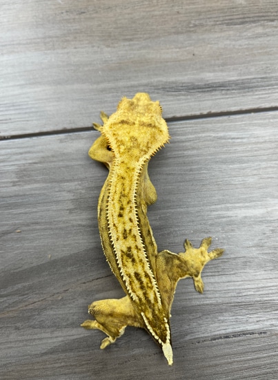 Yellow Reverse Pinstripe Crested Gecko by Heartland Crested Geckos