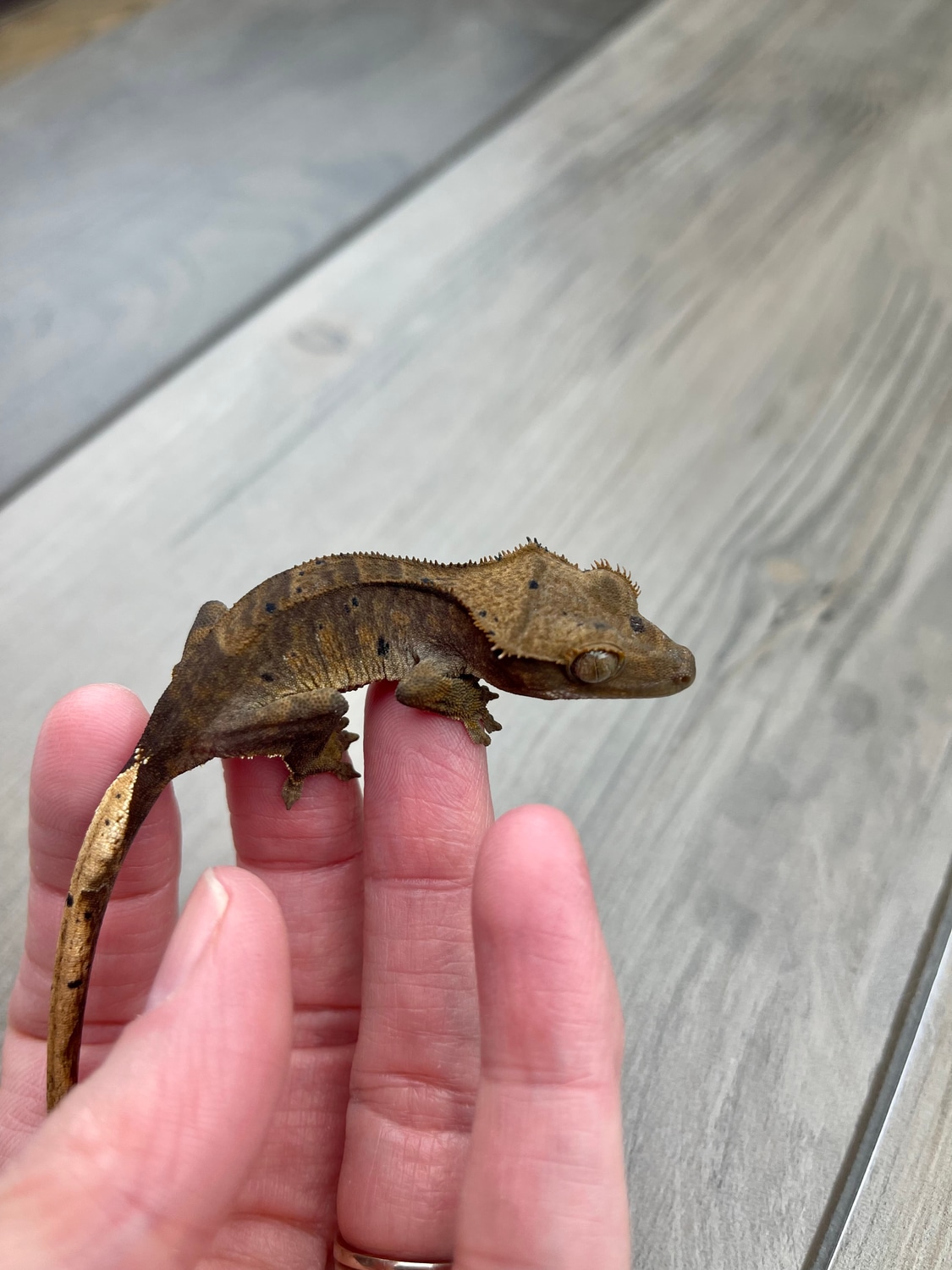 EA-4-21 Chocolate Dalmatian Crested Gecko by Heartland Crested Geckos ...