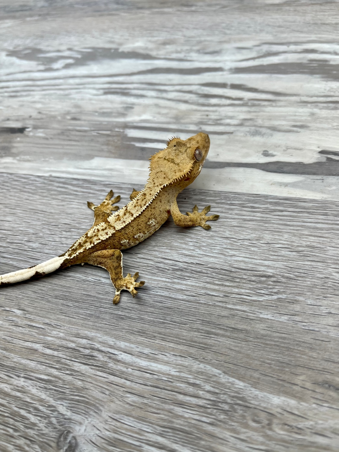 Ac-3-43 Yellow Cream Brindle Male Crested Gecko by Heartland Crested ...