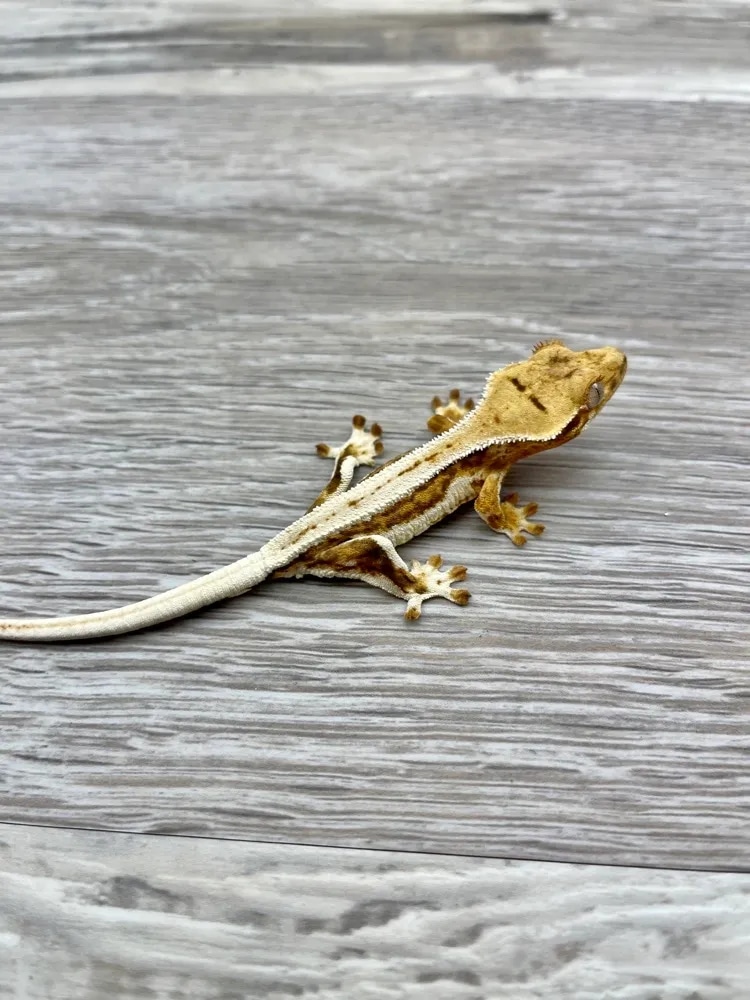 Orange Lilly White Crested Gecko by Heartland Crested Geckos - MorphMarket
