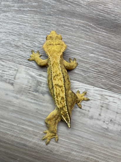 Yellow Reverse Pinstripe Female Crested Gecko by Heartland Crested Geckos