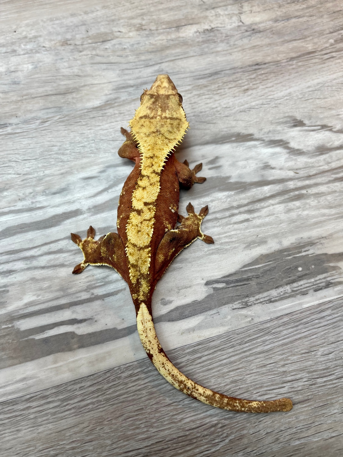 Female Red Cream Flame Crested Gecko by Heartland Crested Geckos ...