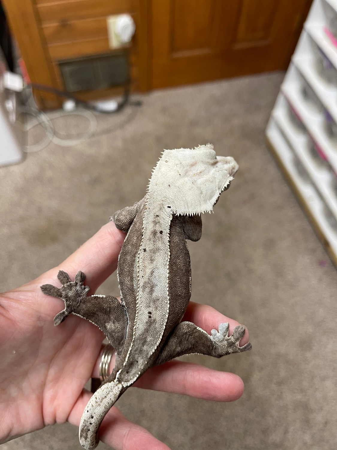 Grey Female Crested Gecko by Heartland Crested Geckos - MorphMarket