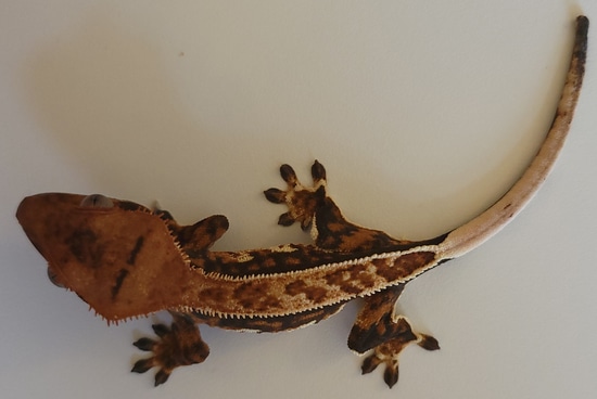 Tri-Color Full Pinstripe Crested Gecko by Heartland Crested Geckos
