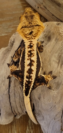 Full Pinstripe Partial EmptybackC-SD-6 Crested Gecko by Heartland ...
