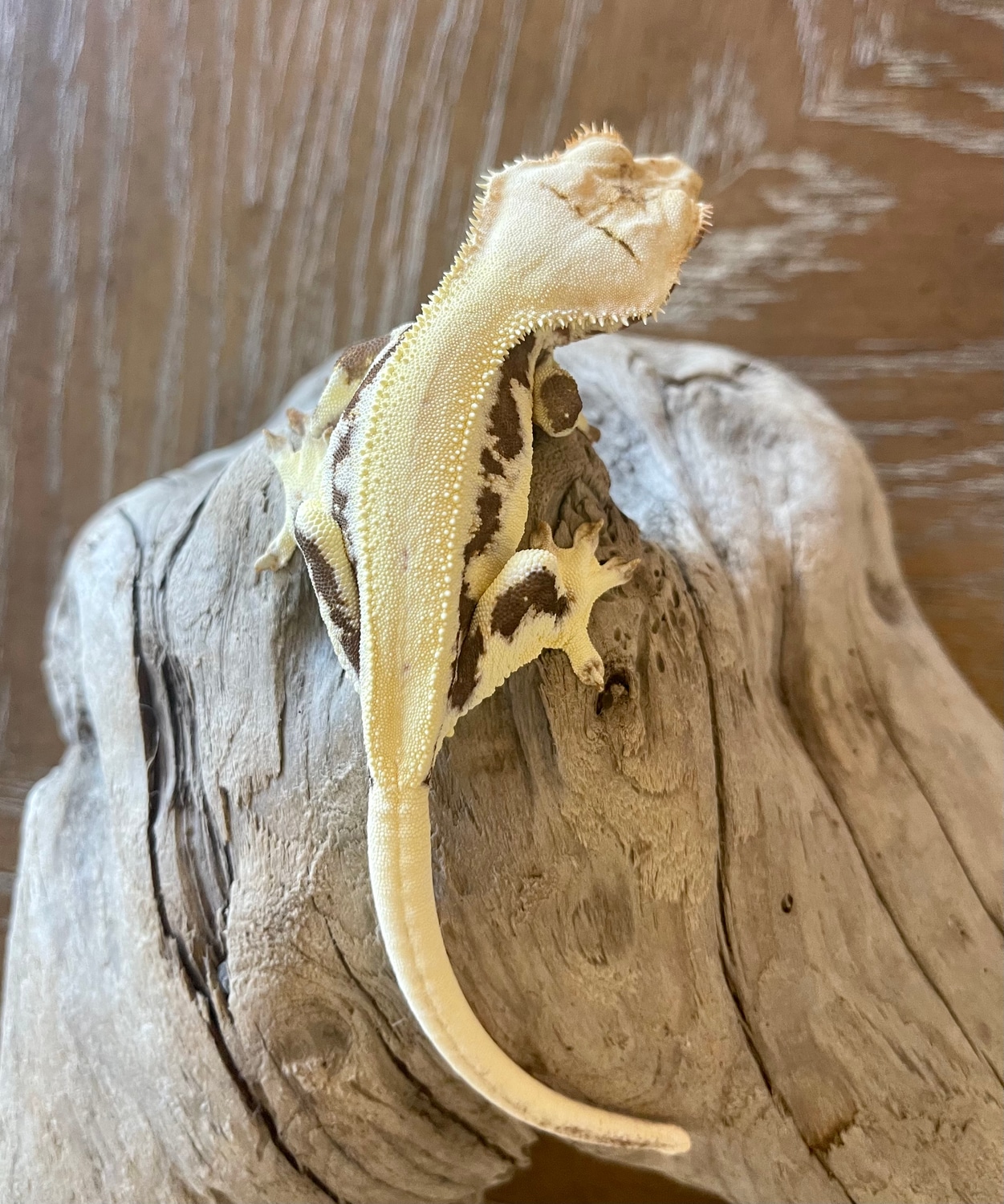 Lilly White Solid Dorsal Crested Gecko by Heartland Crested Geckos ...