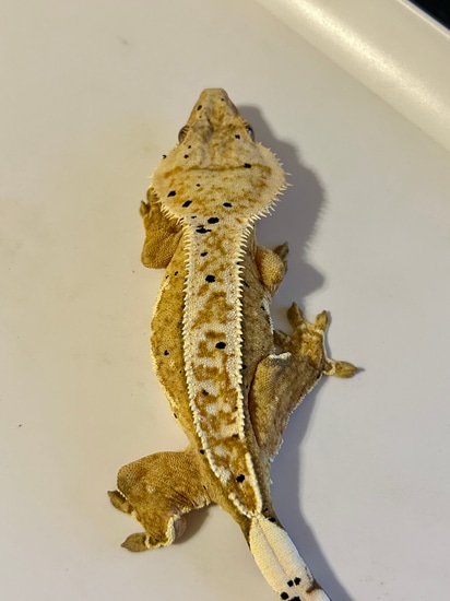 48G Female, Yellow Dal, RTB With Nice Head Structure Crested Gecko by ...