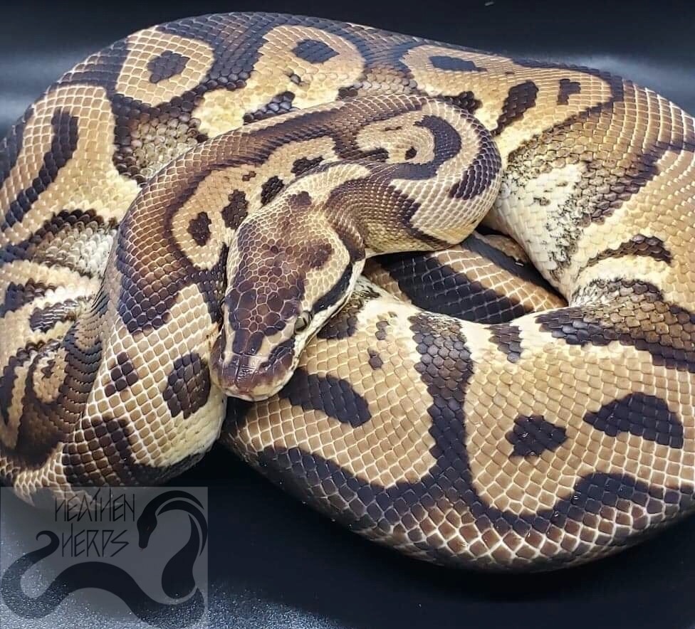 Pastel Leopard Breeder Ball Python by Heathen Herps - MorphMarket