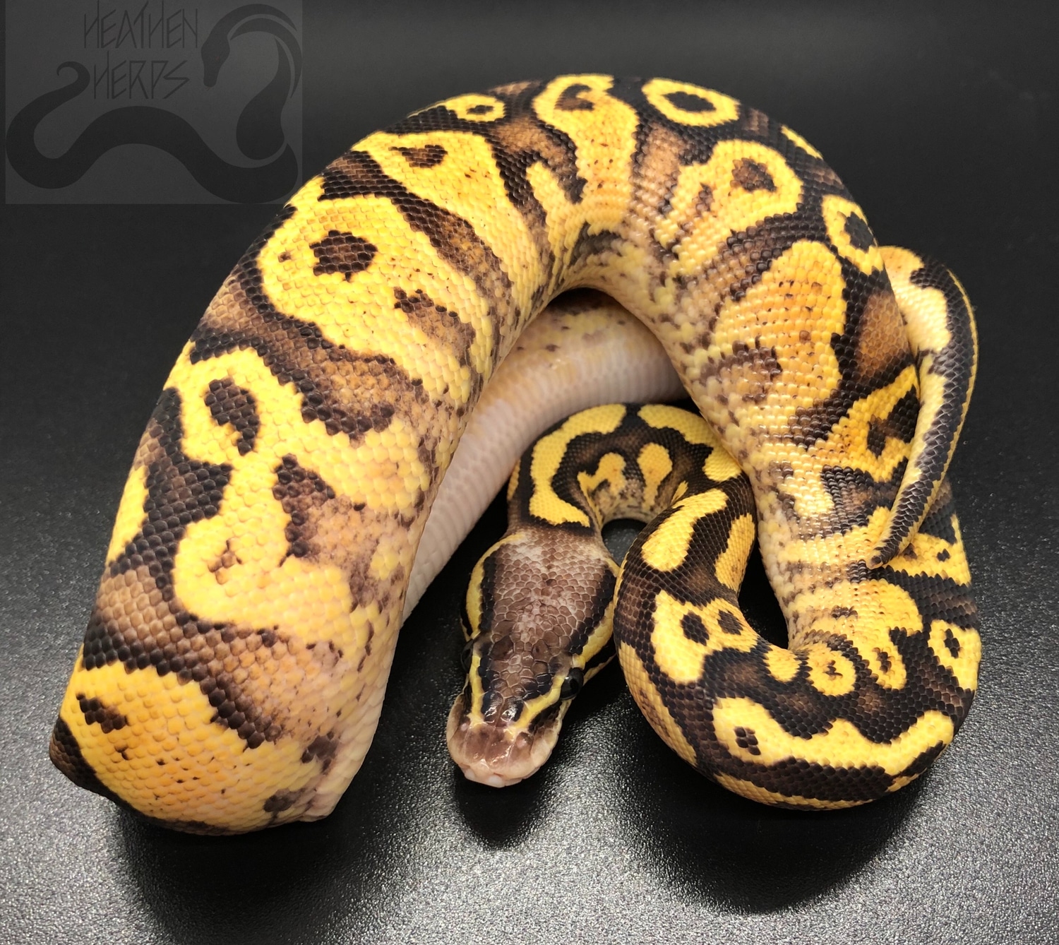 Firefly Yellowbelly / Specter Ball Python by Heathen Herps - MorphMarket