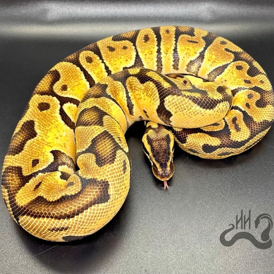 RTB Pastel Enchi Ball Python by Heathen Herps