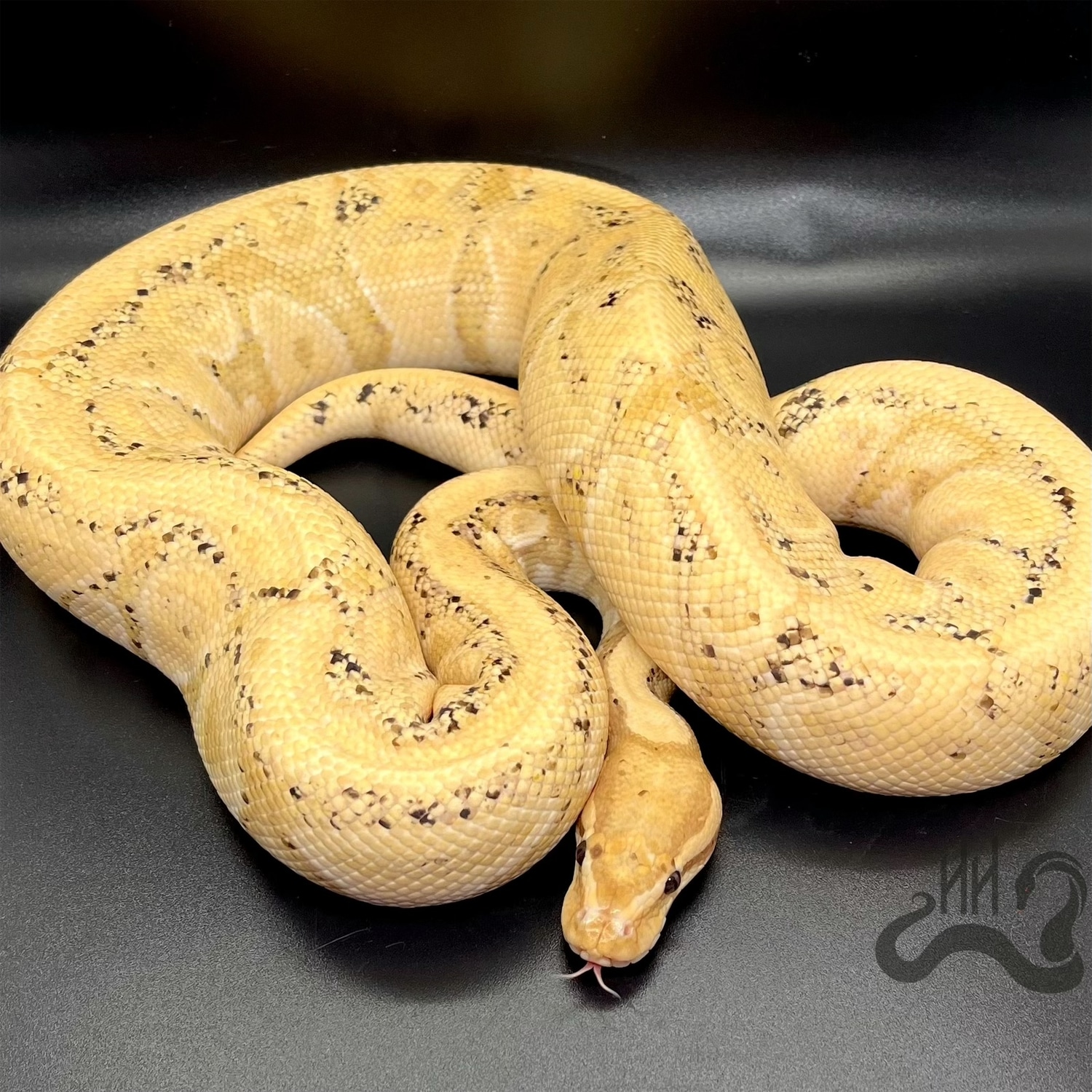 Coral Glow Het Clown Ball Python by Heathen Herps - MorphMarket