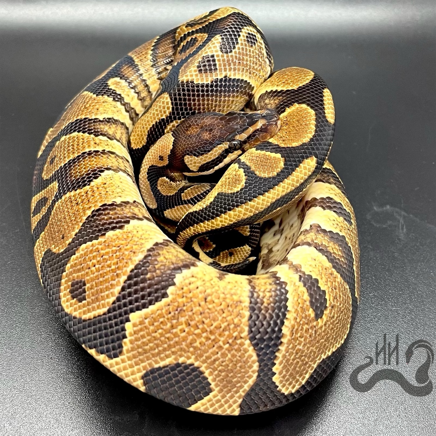 Gravel Or Yellow Belly Ball Python by Heathen Herps - MorphMarket