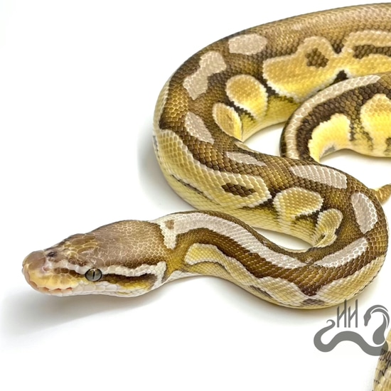 *V* Proven Het Red Axanthic Lesser Pastel Ball Python by Heathen Herps