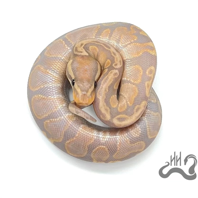 GHI Het Red Axanthic Coral Glow Pos Het Clown Ball Python by Heathen ...