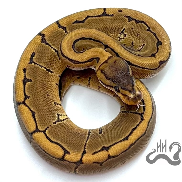 OD Pin Ball Python by Heathen Herps - MorphMarket