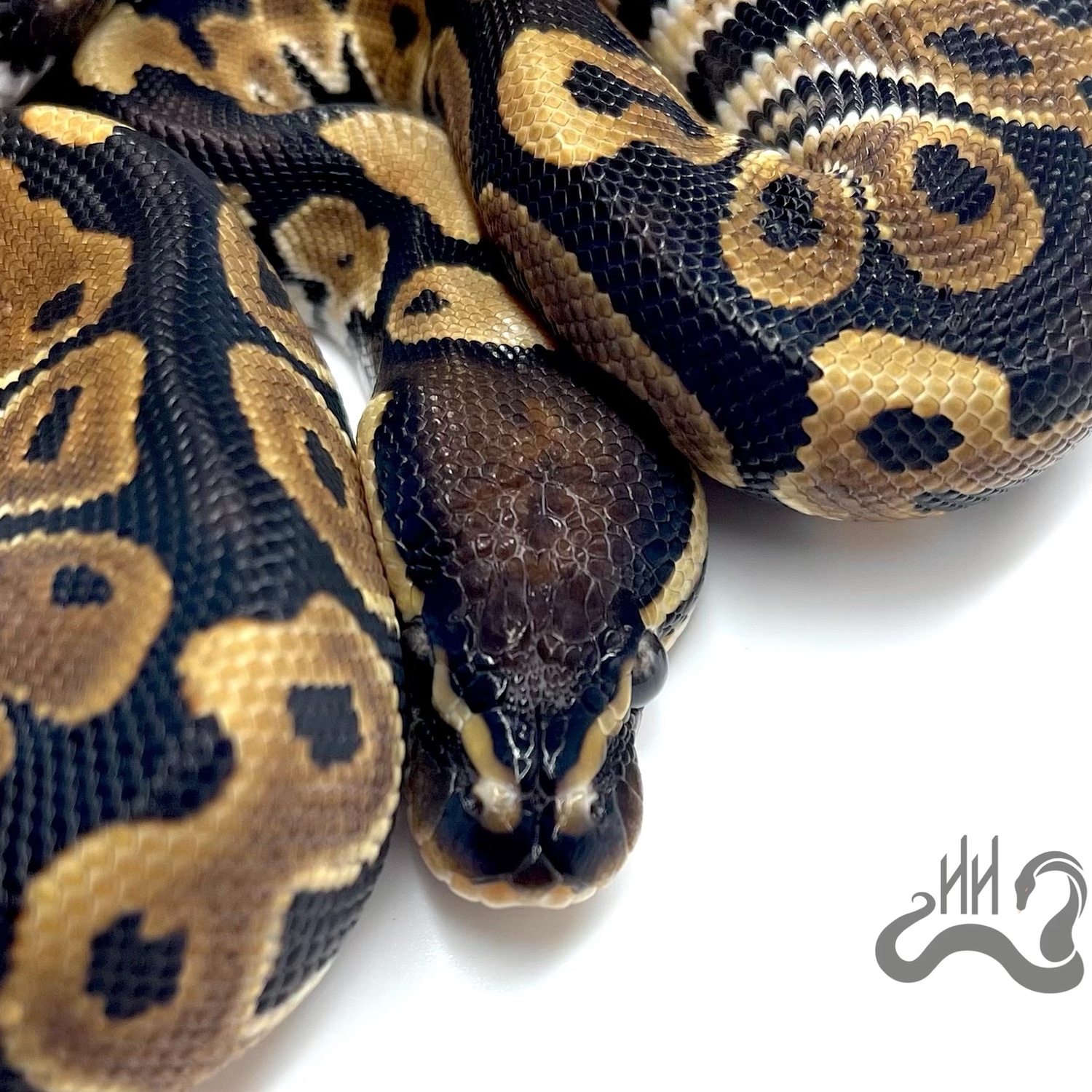 Scaleless Head Het Clown Ball Python by Heathen Herps - MorphMarket