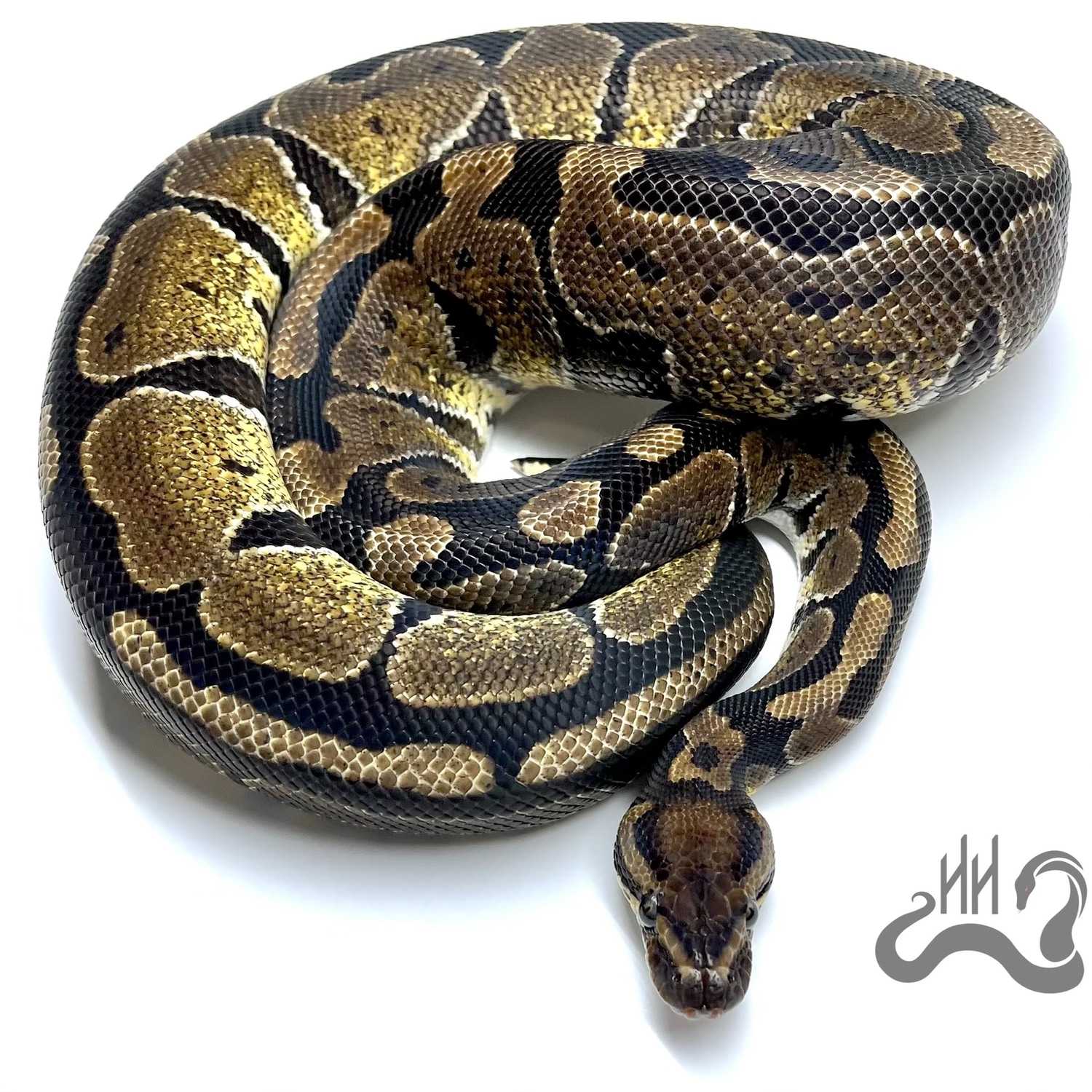 OD Granite Pos Chocolate Ball Python by Heathen Herps - MorphMarket