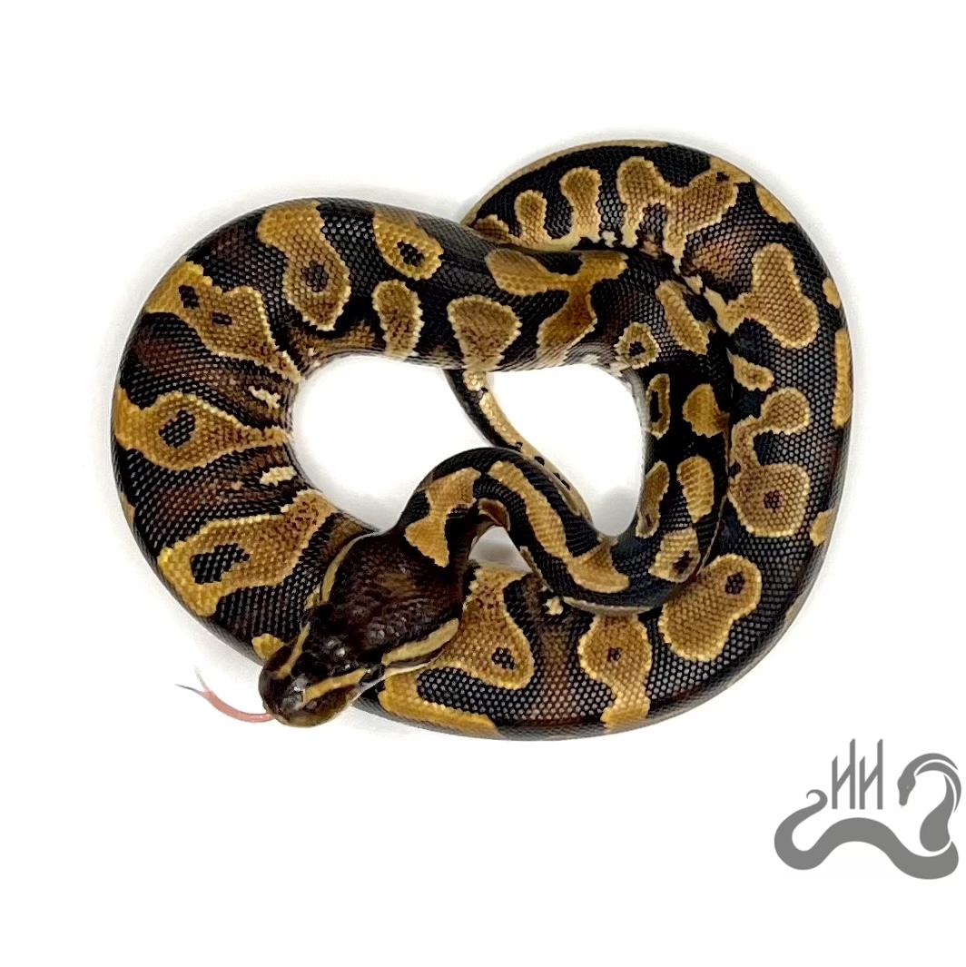 Yellow Belly Ball Python by Heathen Herps - MorphMarket