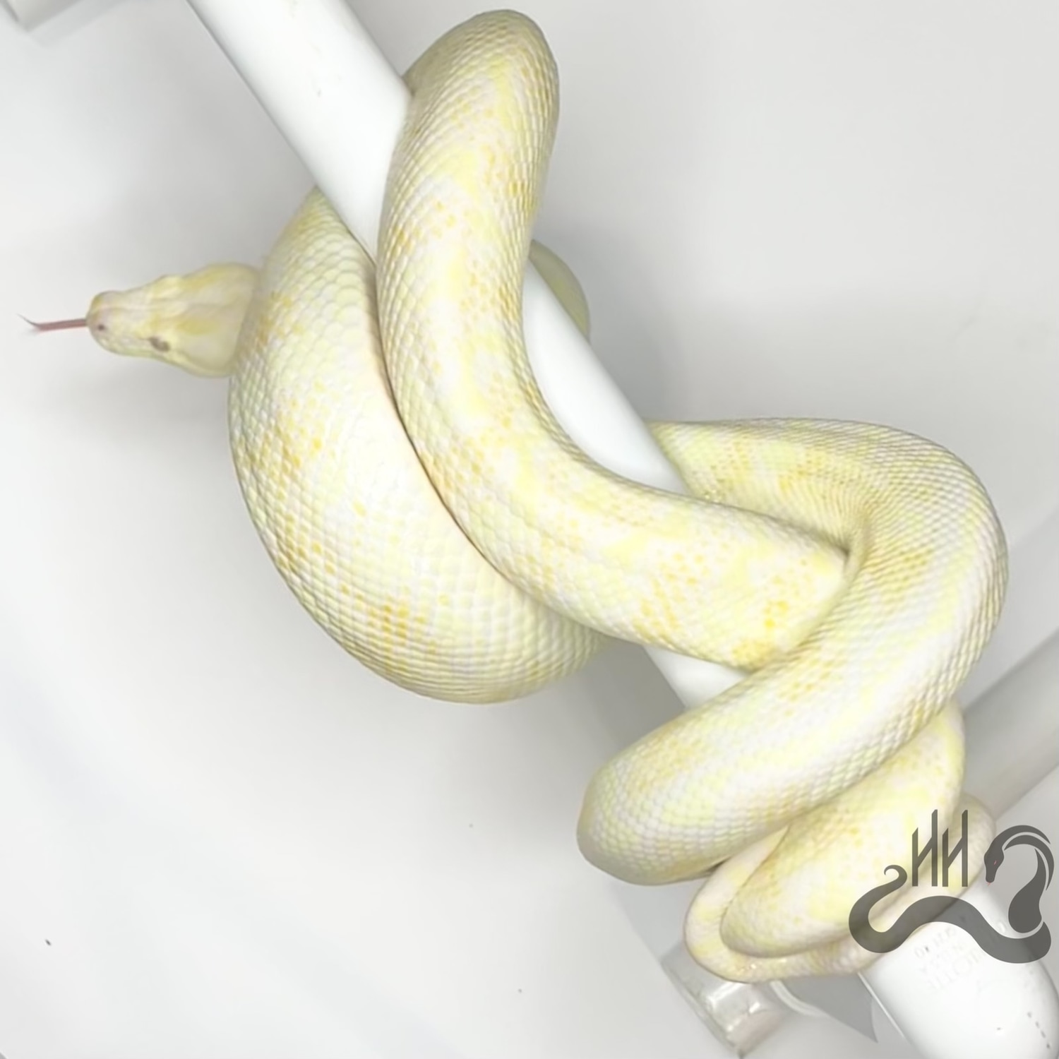 Albino Darwin Darwin Carpet Python by Heathen Herps - MorphMarket