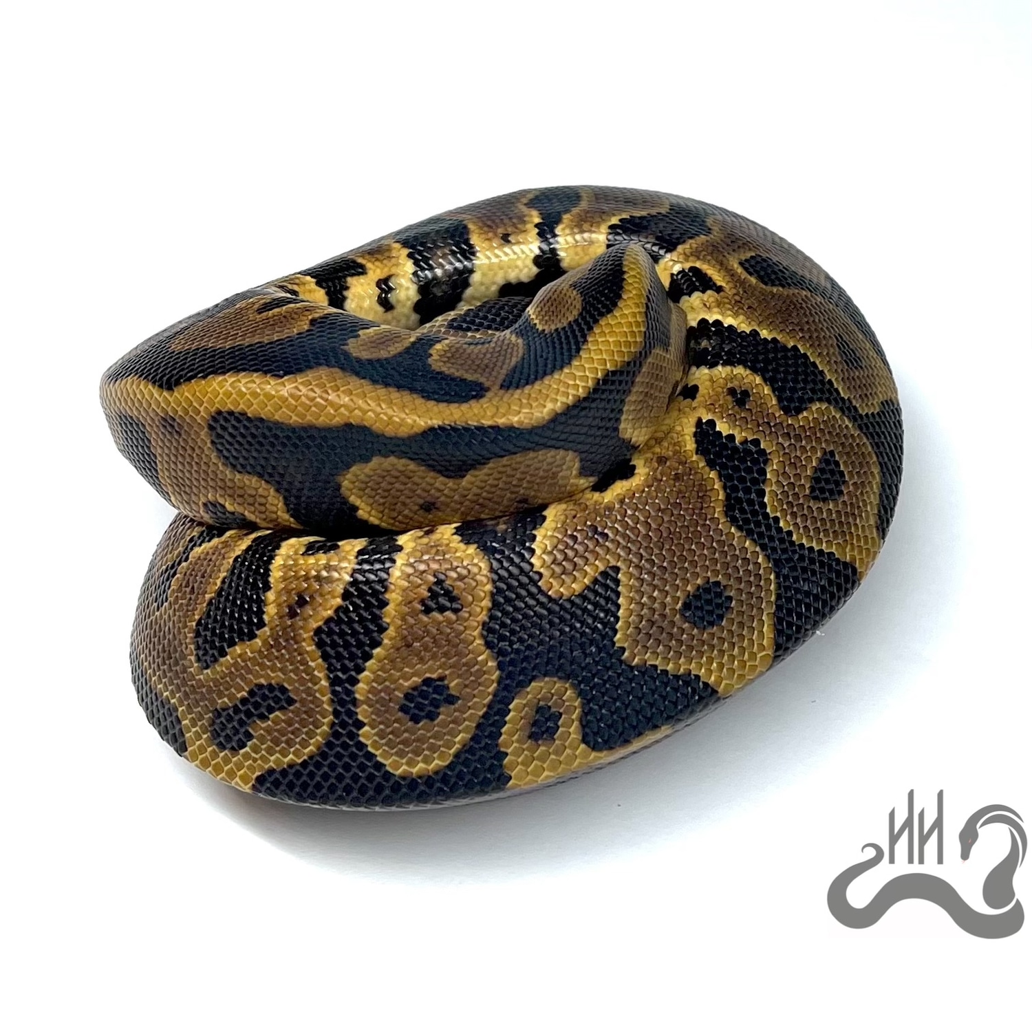 Leopard Het Albino Ball Python by Heathen Herps - MorphMarket