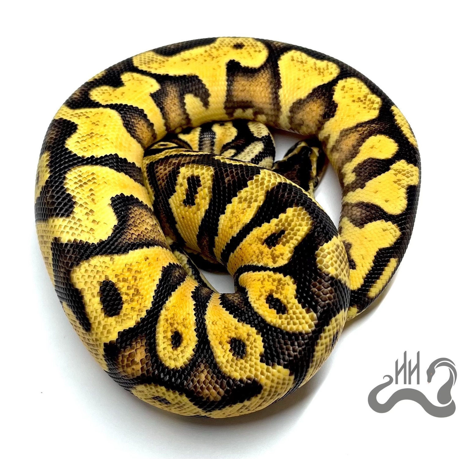 Pastel Enchi Yellow Belly Ball Python by Heathen Herps - MorphMarket