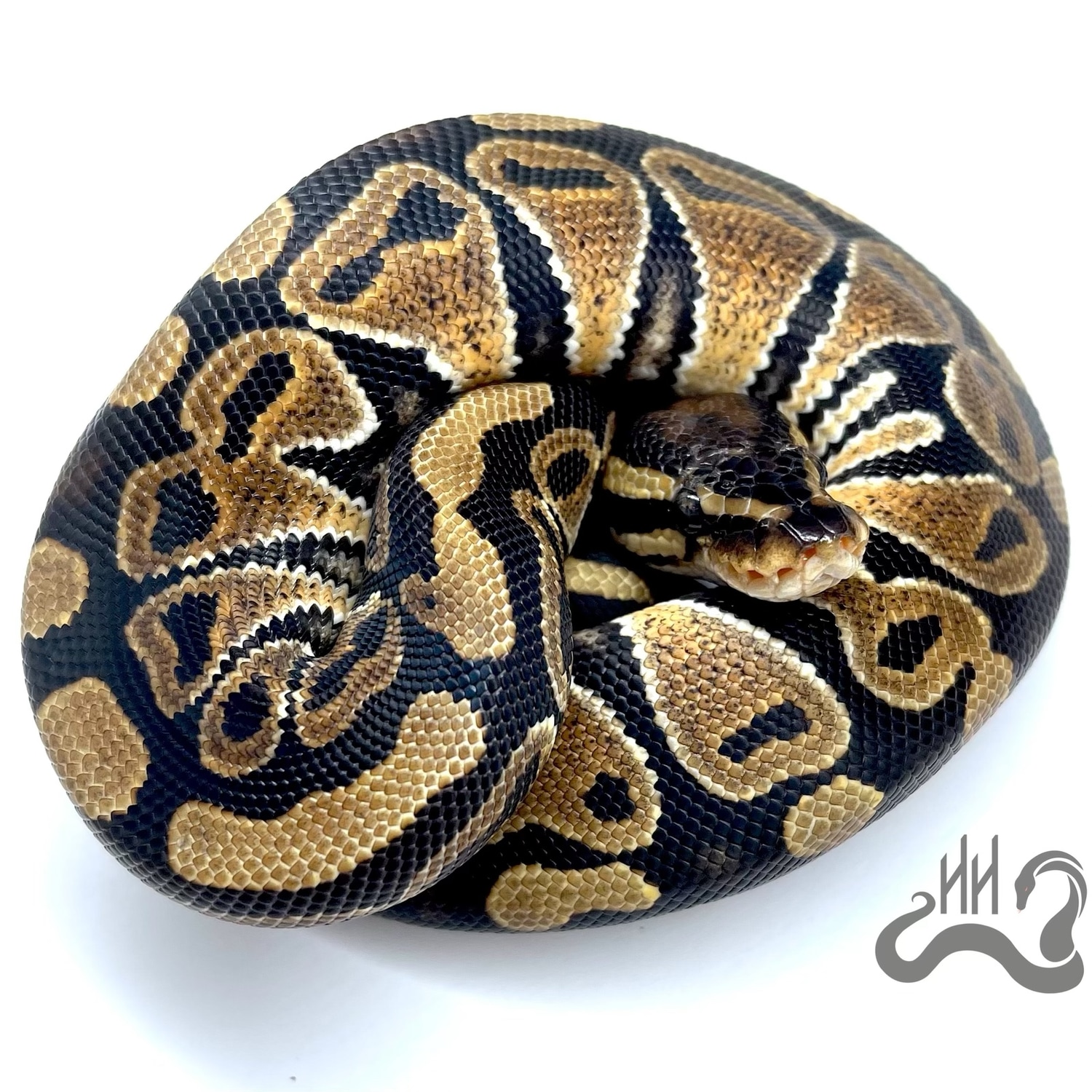 Het Sentinel Ball Python by Heathen Herps - MorphMarket