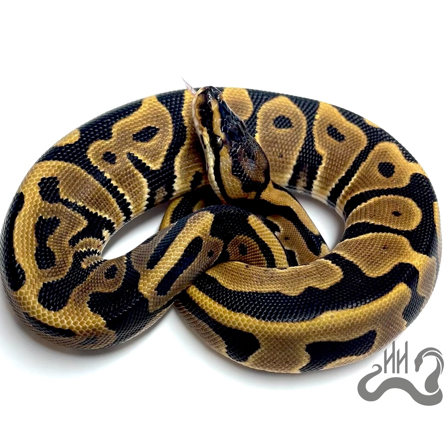 Leopard Het Red Axanthic Ball Python by Heathen Herps - MorphMarket