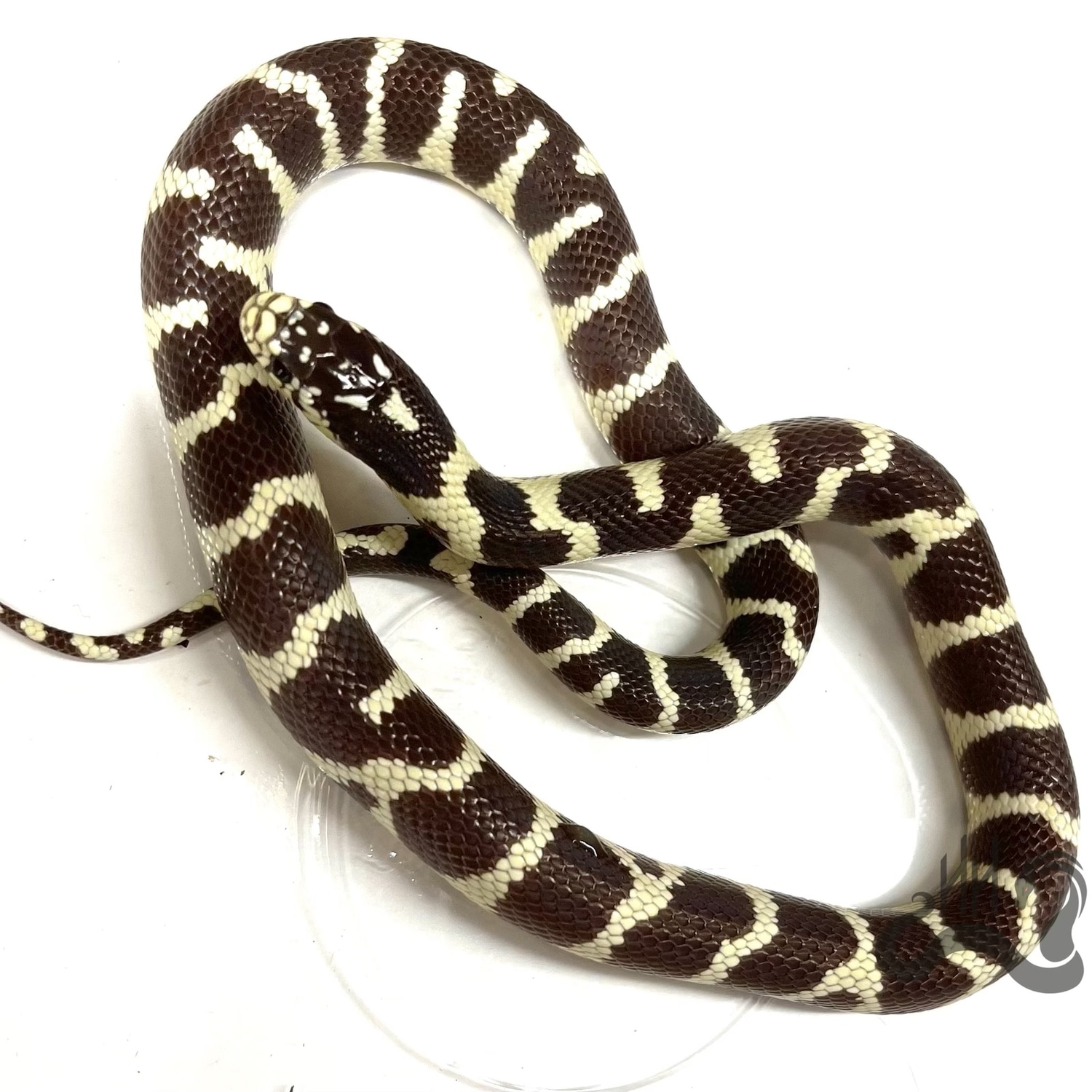 Aberrant Banded Hypo California Kingsnake by Heathen Herps - MorphMarket