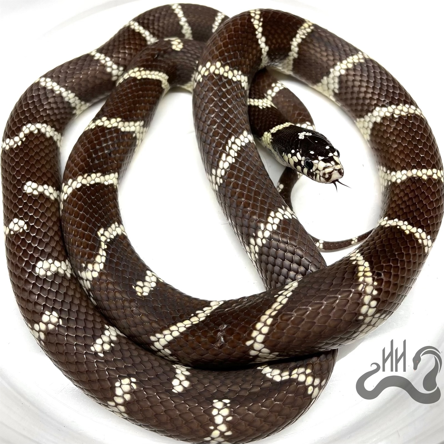 Aberrant Banded California Kingsnake by Heathen Herps - MorphMarket