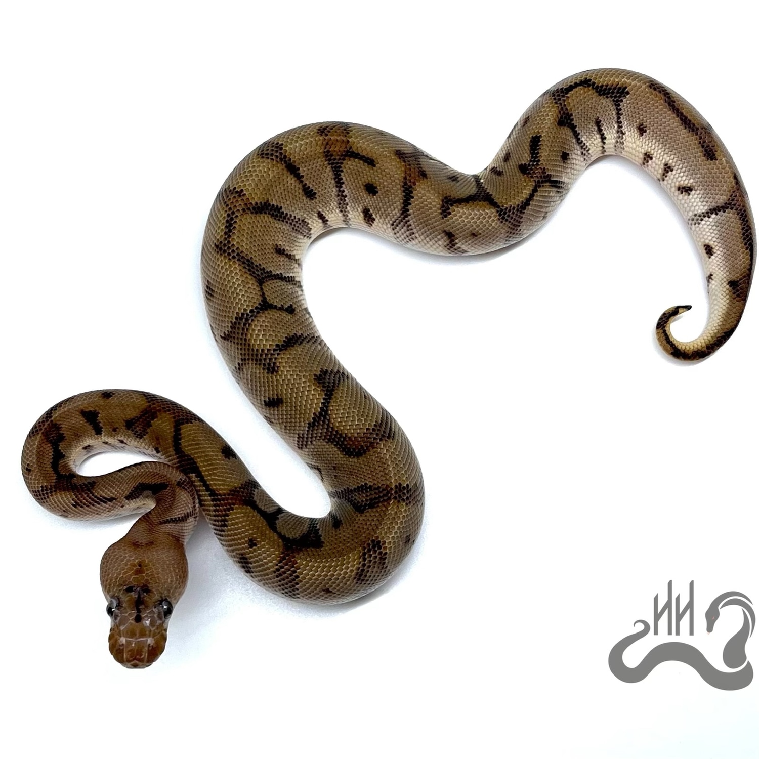 HGW Red Stripe Clown Ball Python by Heathen Herps - MorphMarket