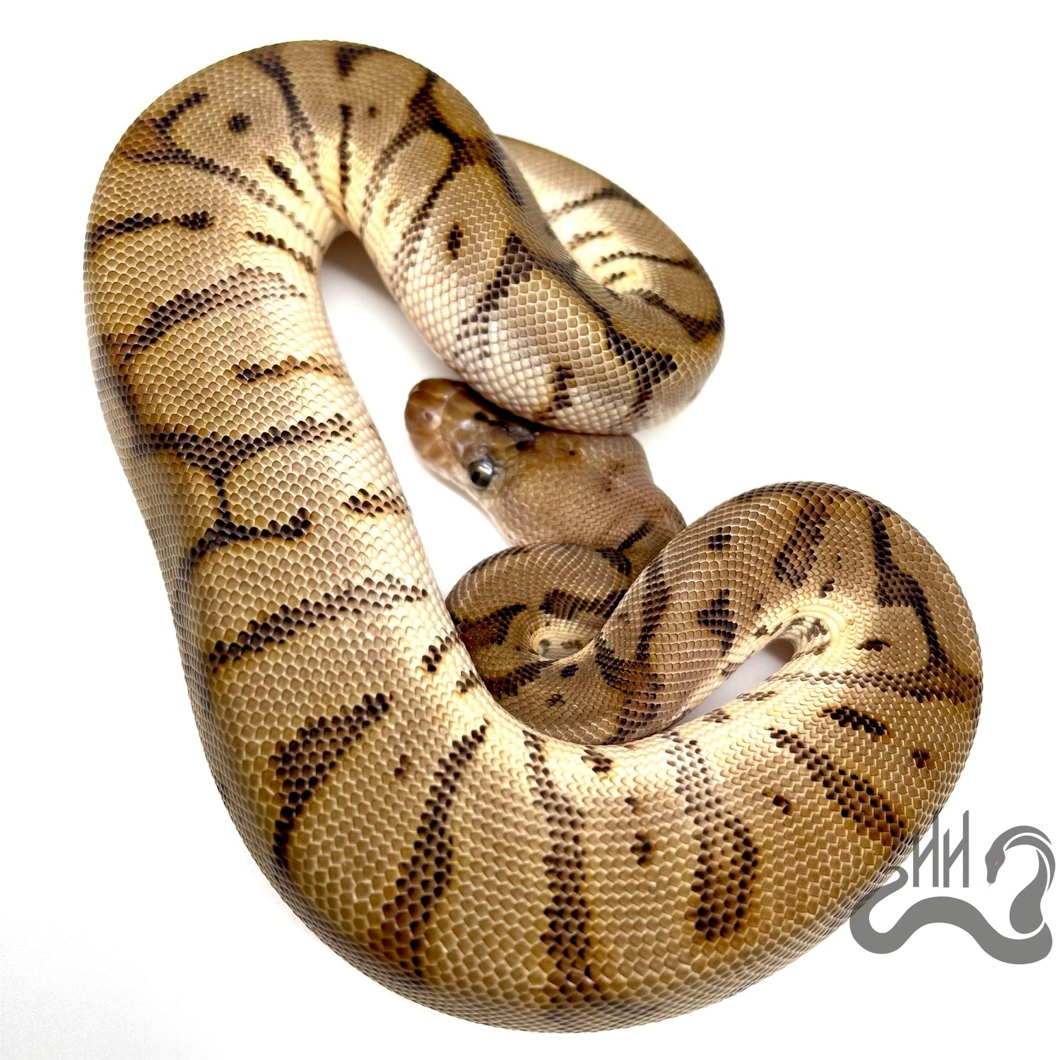 HGW Red Stripe Blade Clown Ball Python by Heathen Herps - MorphMarket