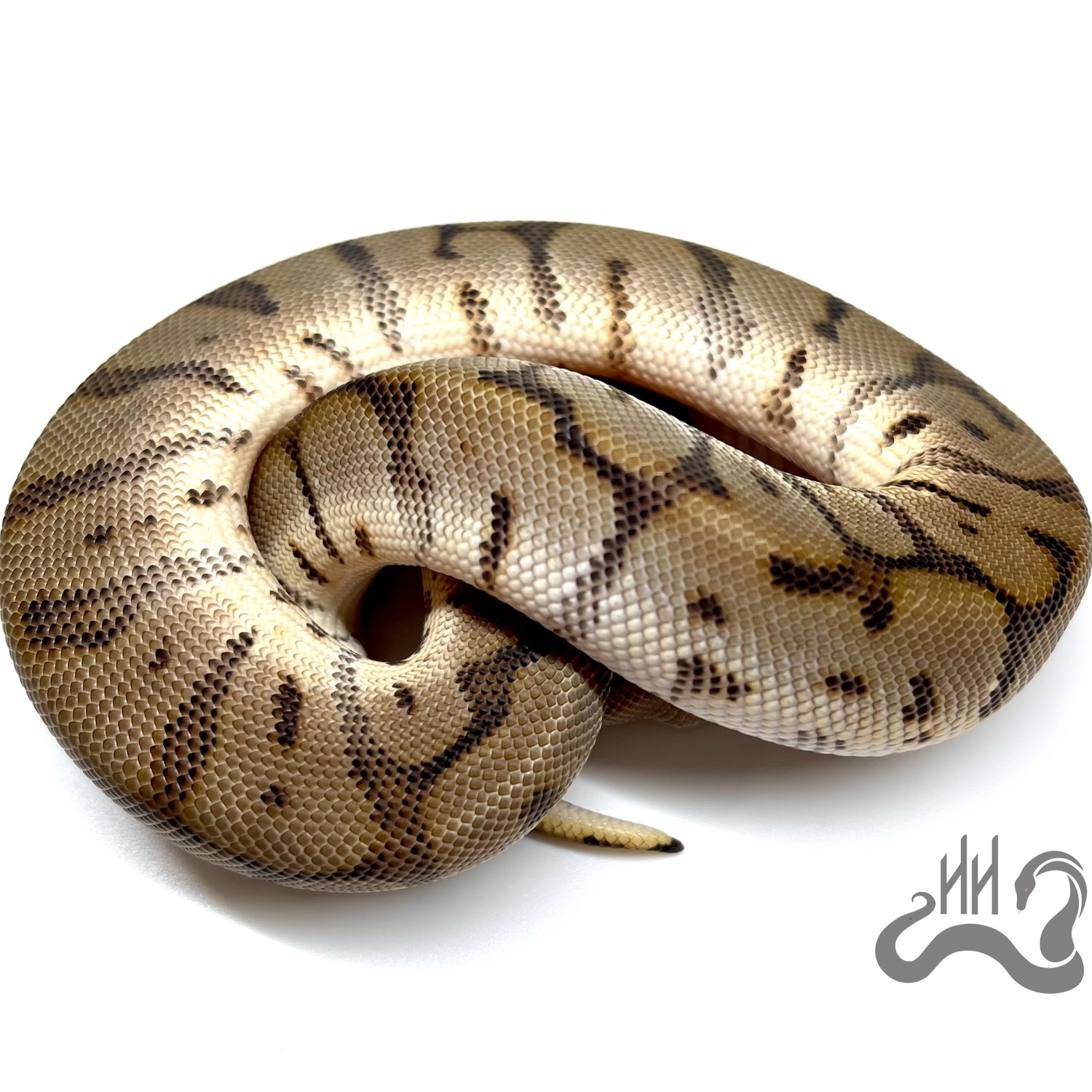 HGW Red Stripe Blade Clown Ball Python by Heathen Herps - MorphMarket