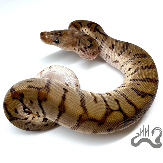HGW Red Stripe Clown Ball Python by Heathen Herps - MorphMarket