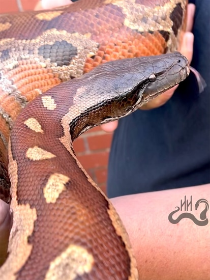 'Red Sonja' Black-headed Dark Red Proven Breeder Female Blood Python by ...