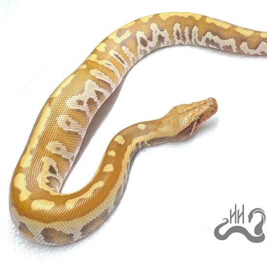 T+ Albino From Cherry Bomb X Lyly Blood Python by Heathen Herps
