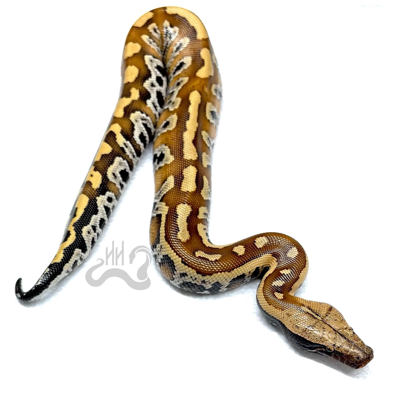 Free Ship! 100% Het T+ Cherry Bomb Lineage Blood Python by Heathen ...