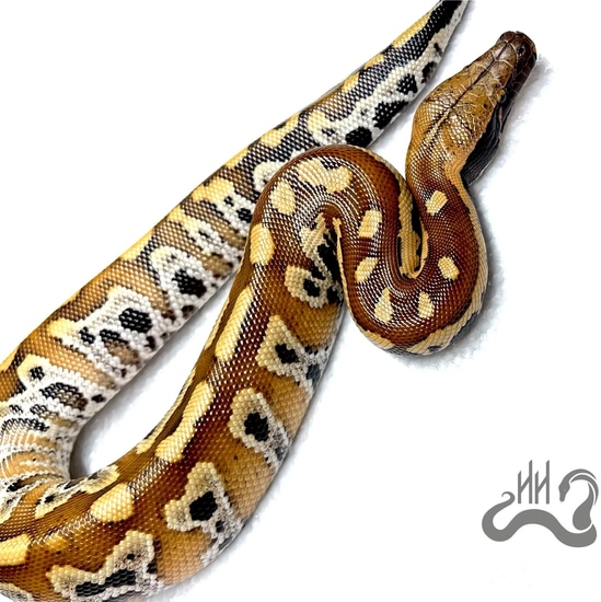 100% Het T+ Cherry Bomb Lineage Blood Python by Heathen Herps