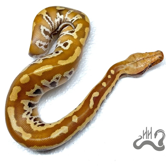 T+ Albino From Cherry Bomb X Lyly Blood Python by Heathen Herps