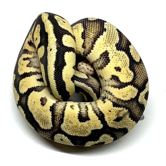 Pastel Lucifer DH Pied Hypo Ball Python by Heathen Herps
