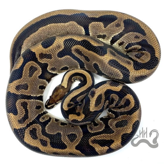 HUGE PB Leopard (Prob Calico) Ball Python by Heathen Herps