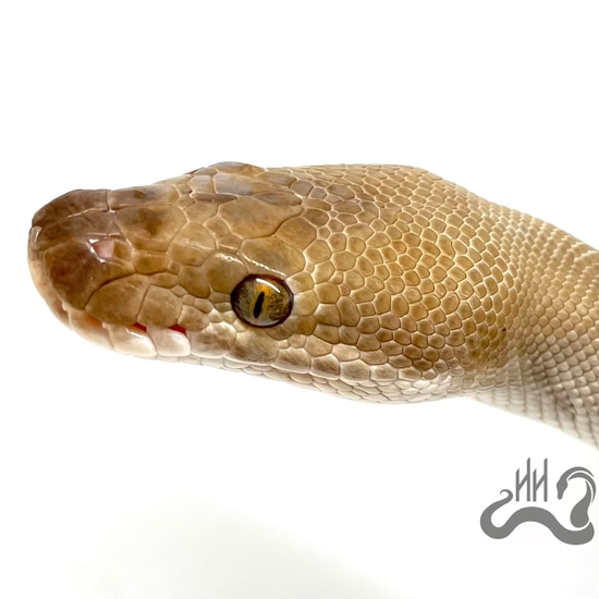 HGW Super Red Stripe Blade Clown Ball Python by Heathen Herps