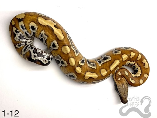 Free Ship! 100% Het T+ Cherry Bomb Lineage Blood Python by Heathen Herps