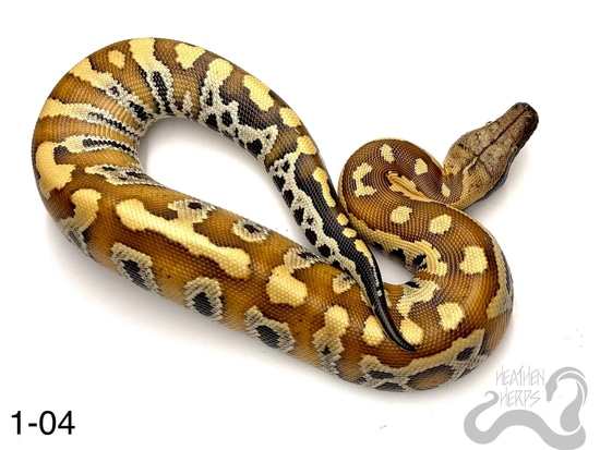 Free 📦 100% Het T+ Cherry Bomb Lineage Blood Python by Heathen Herps