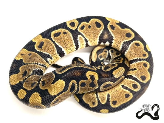 100% Het Sentinel (Paint) Ball Python by Heathen Herps