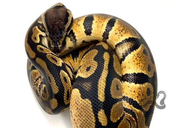 Pastel DH Hypo Piebald Ball Python by Heathen Herps