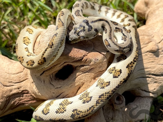 Caramel Jag Het Axanthic Pos Het Granite Coastal Carpet Python by ...
