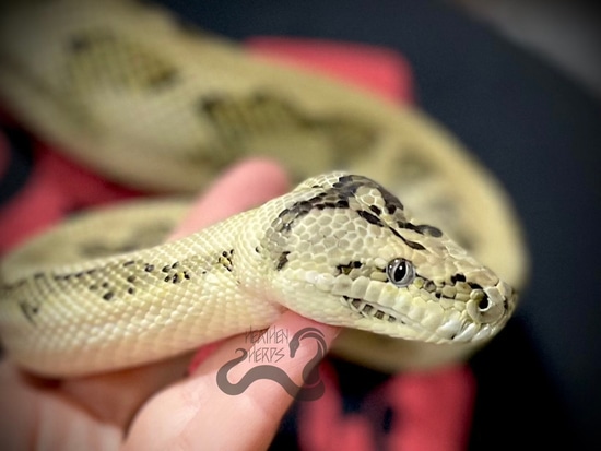 Caramel Jag Tiger? Het Axanthic Coastal Carpet Python by Heathen Herps